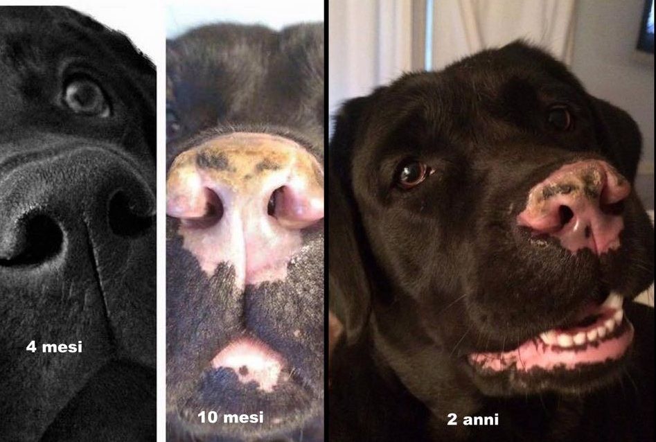 HNPK – From The Purity of Lotus